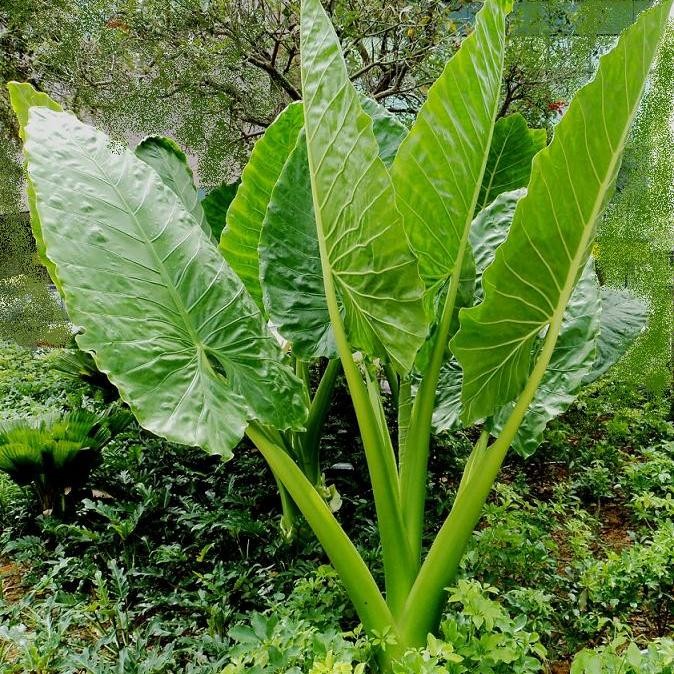 Upright Taro Taro